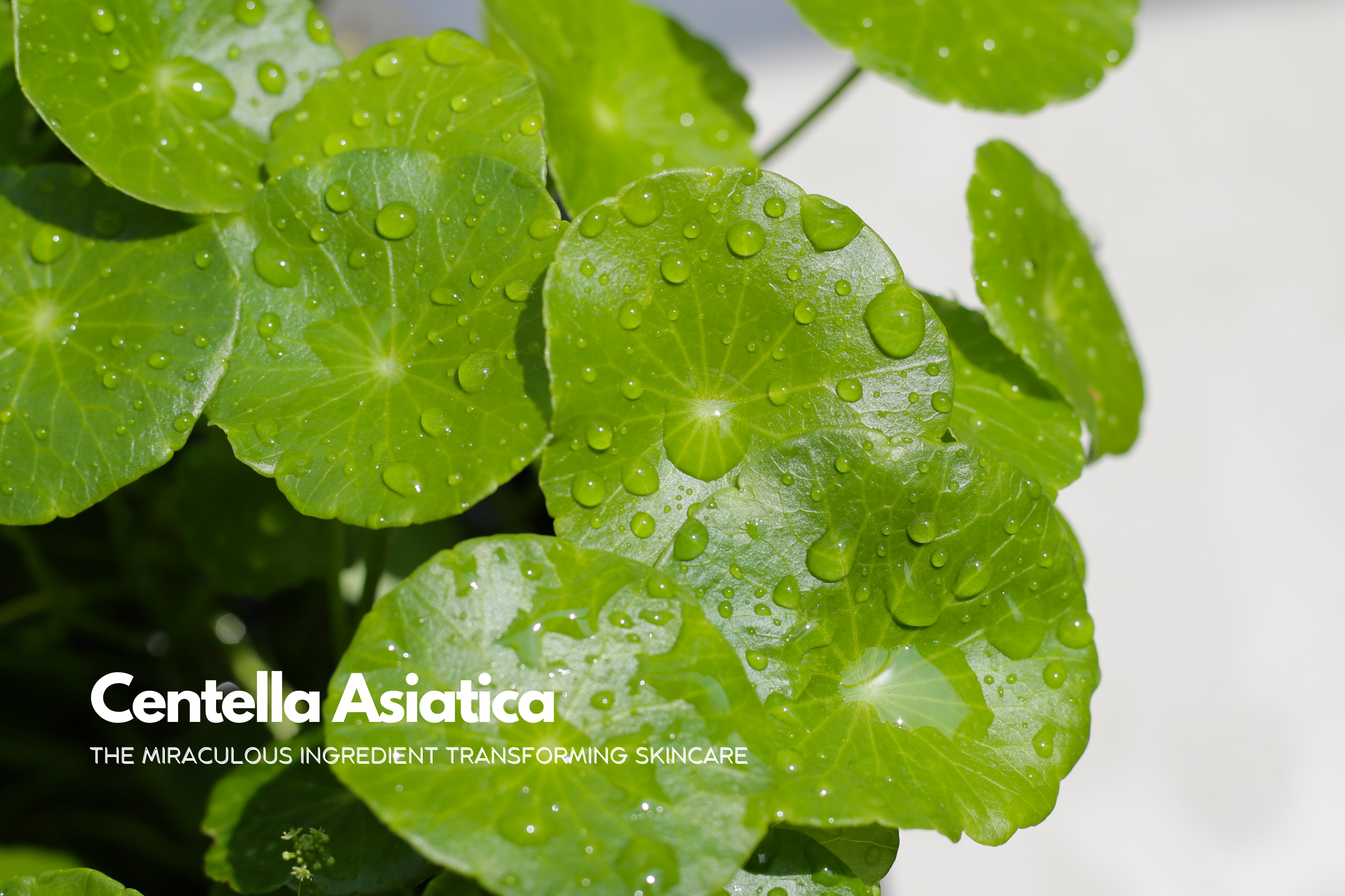 Centella Asiatica: The Miraculous Ingredient Transforming Skincare ...
